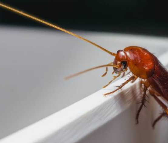 Common Nevada Cockroaches | Pest Control Inc | Las Vegas NV