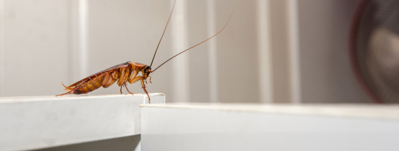 Cockroach Prevention Tips | Pest Control Inc. - Las Vegas