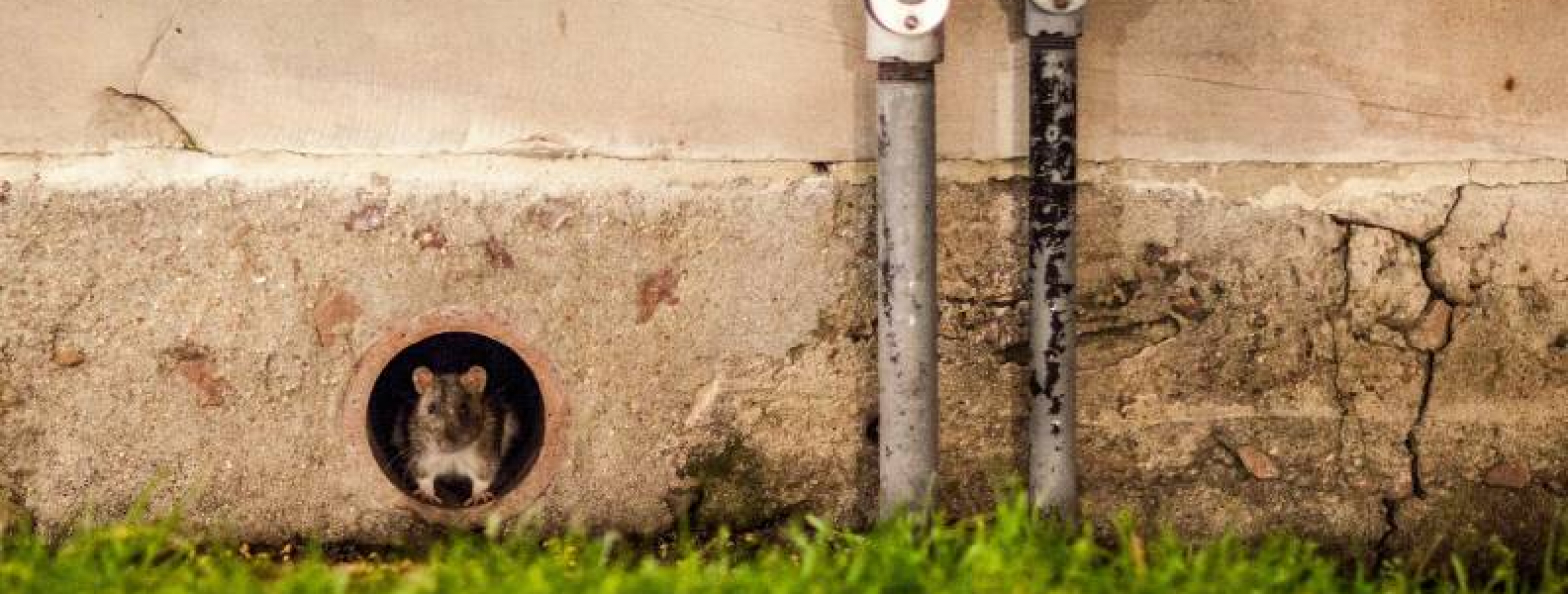 How to Find Rat Entry Points - Pest Control Inc. | Las Vegas NV