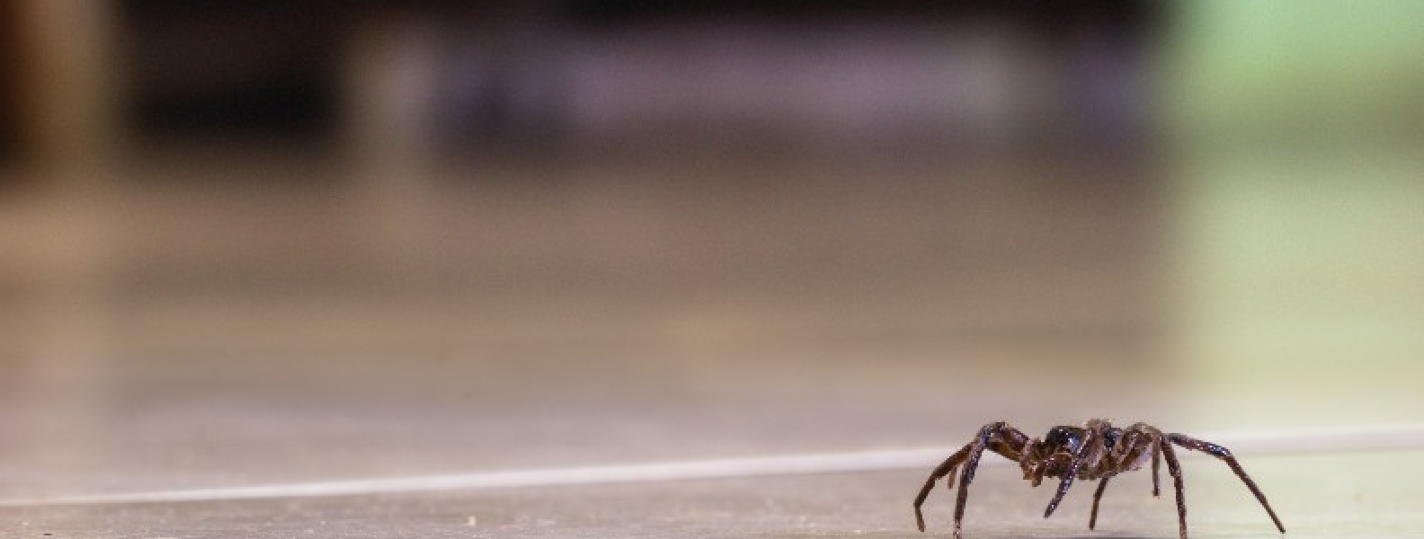 Why Are There So Many Spiders in My House This Winter?